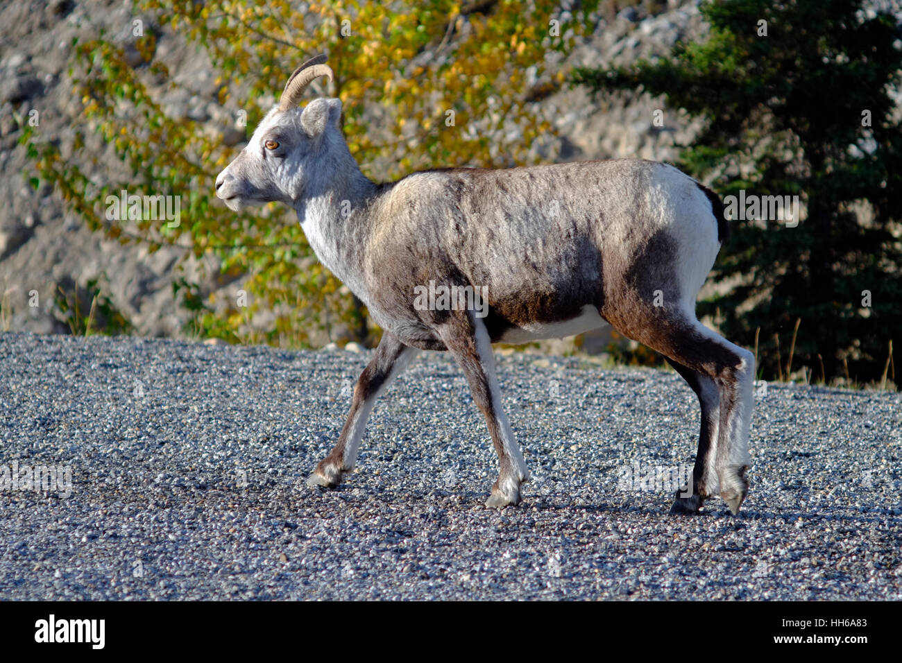 Female slender horns hi-res stock photography and images - Alamy