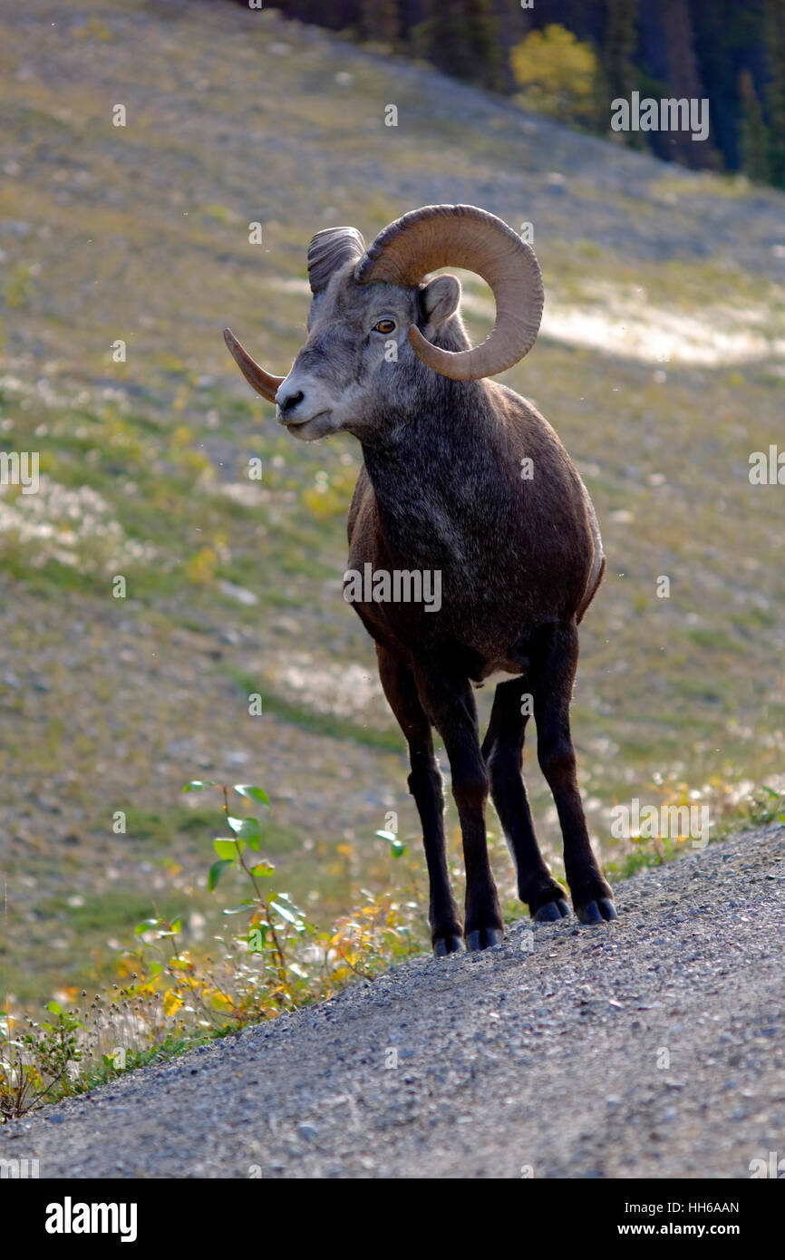Bighorn ram with big horns hi-res stock photography and images - Alamy