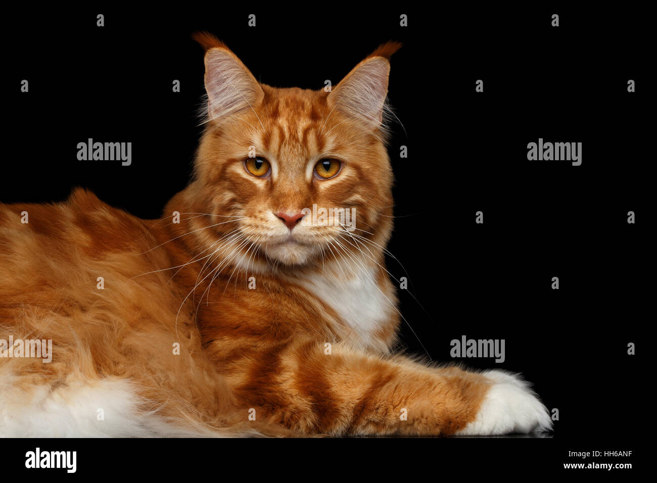 Ginger Maine Coon Cat Isolated on Black Background Stock Photo - Alamy