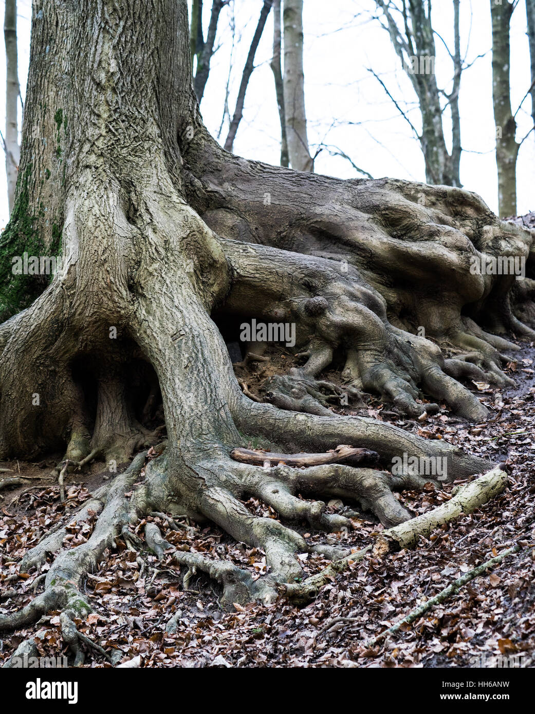 Fig tree roots underground hi-res stock photography and images - Alamy