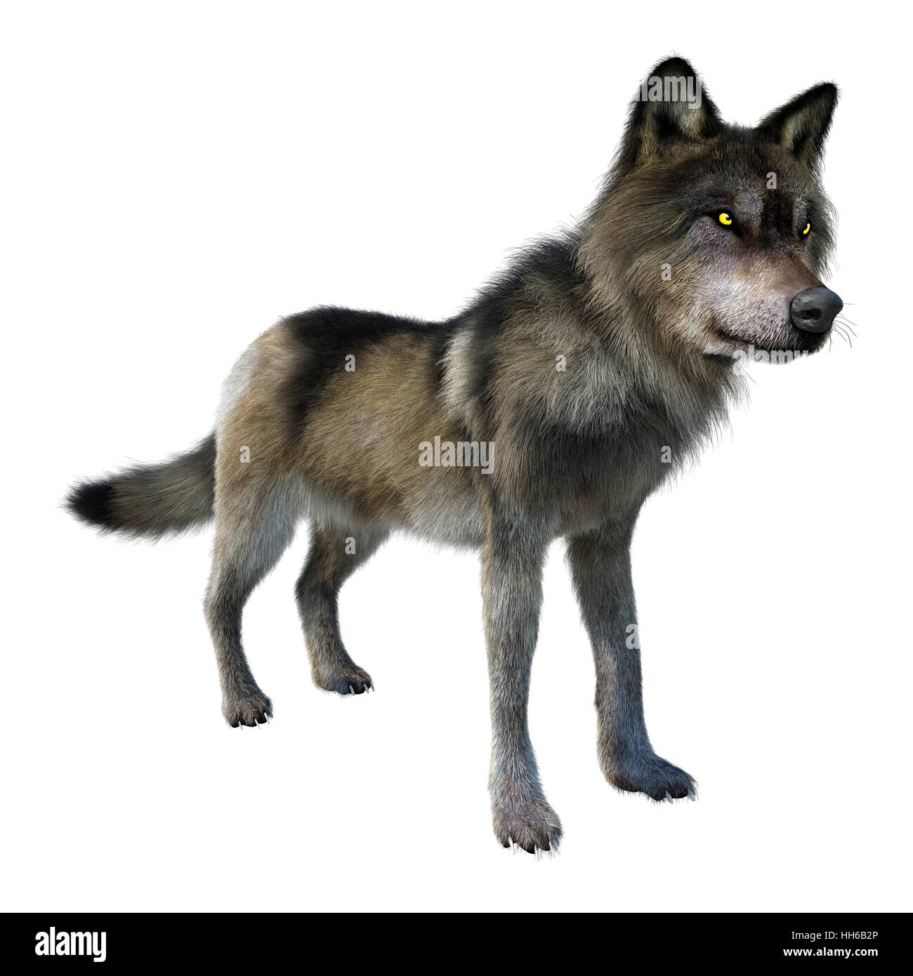 3D rendering of a gray wolf isolated on white background Stock Photo ...