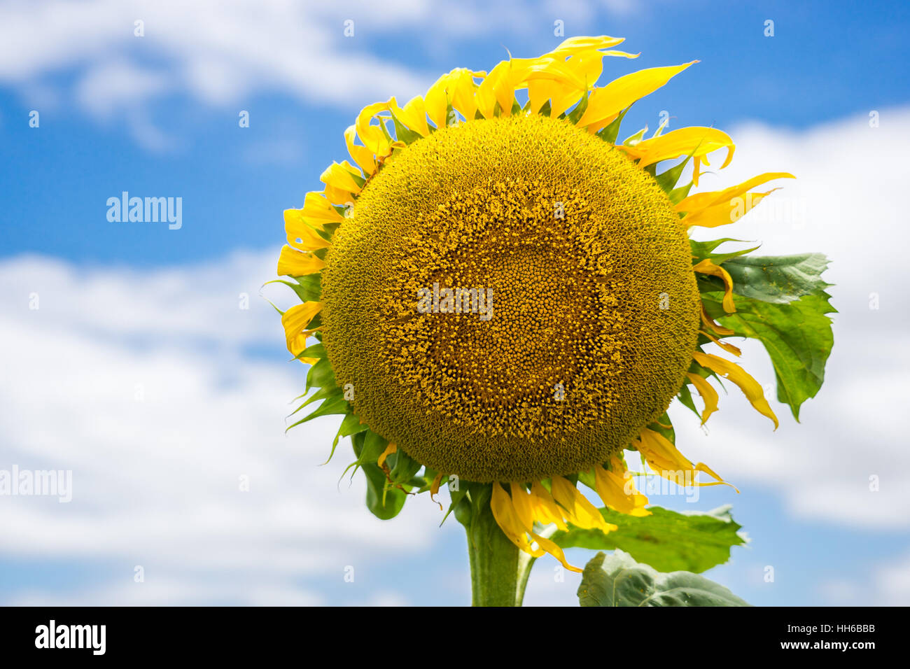 Close up sunflower hi-res stock photography and images - Alamy