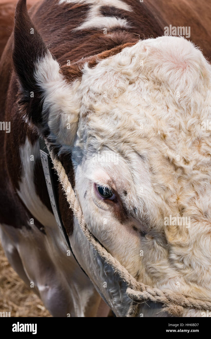 Bull eye hi-res stock photography and images - Alamy