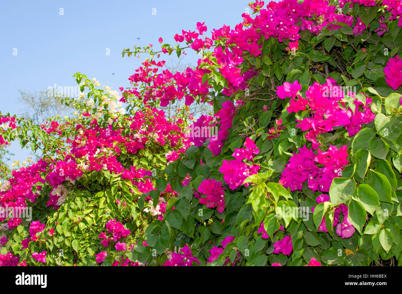 Tropical bush of Bugenvilliya with flowers, tropical,a bush,flowers,a ...