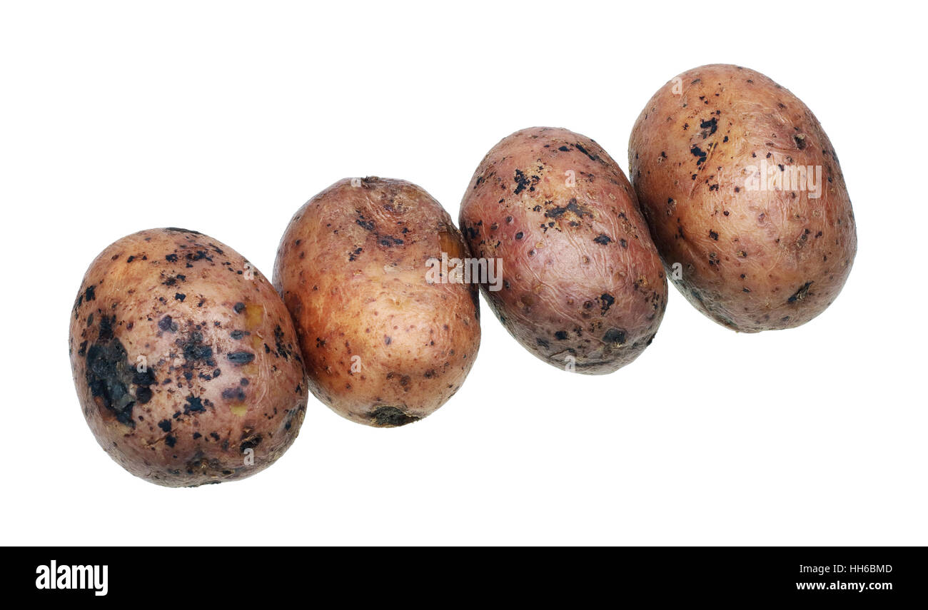 Four potatoes hi-res stock photography and images - Alamy