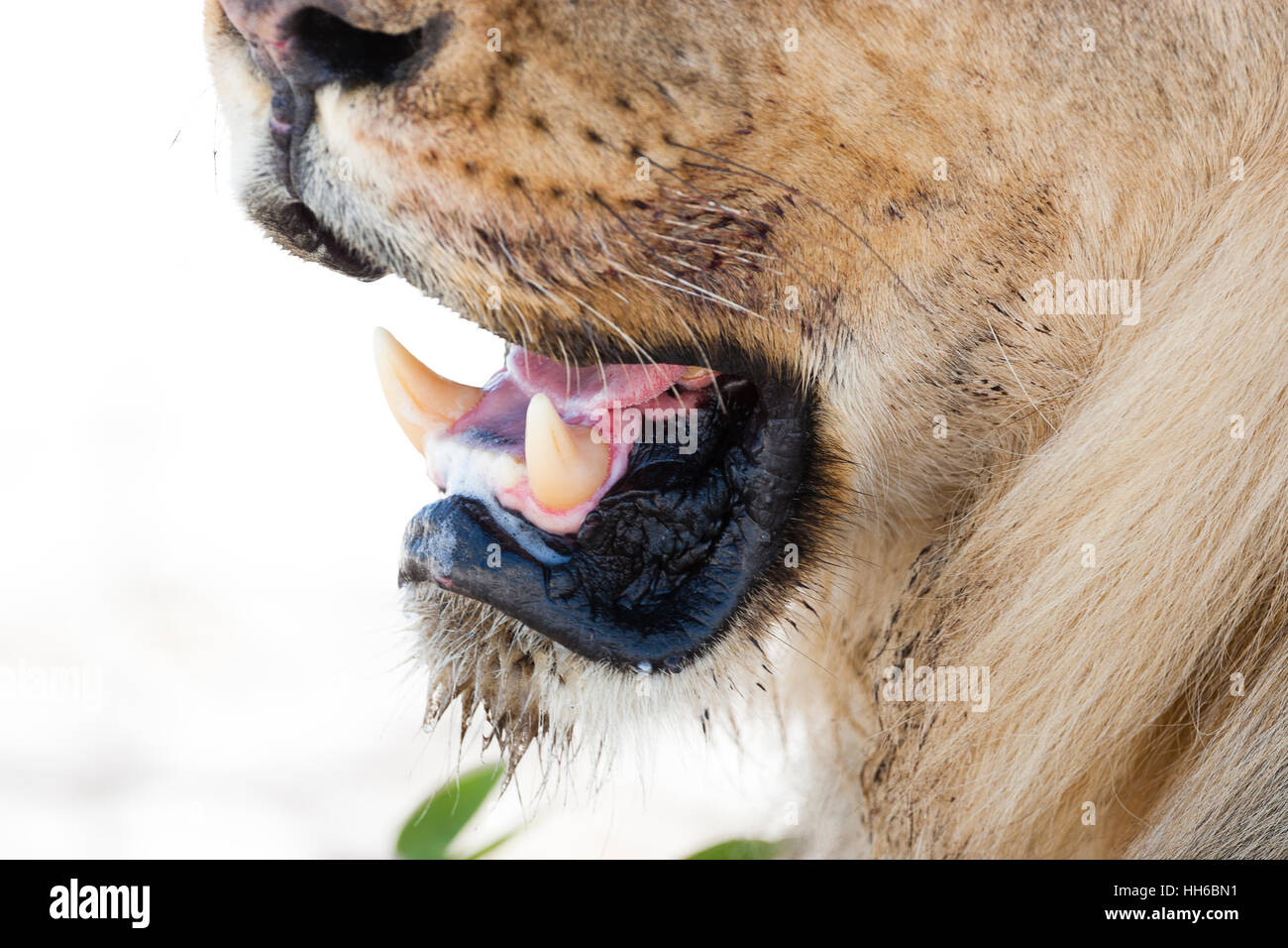 Lion Jaw