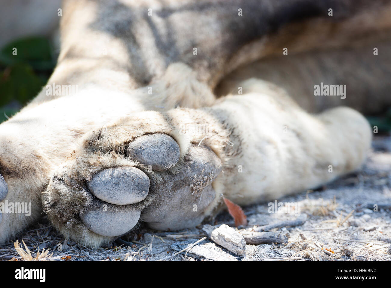 Foot pads hi-res stock photography and images - Alamy
