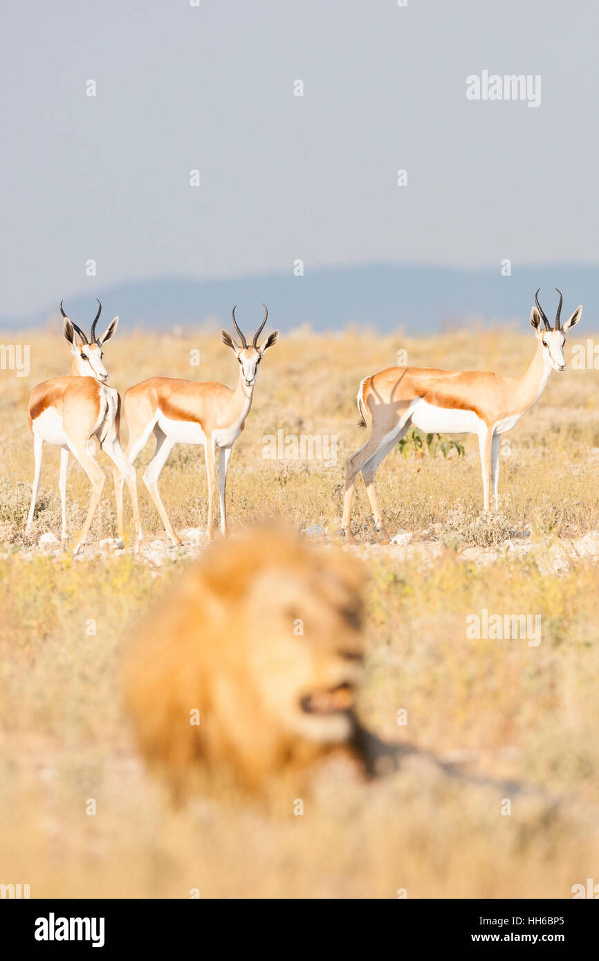 Lion impala hi-res stock photography and images - Alamy