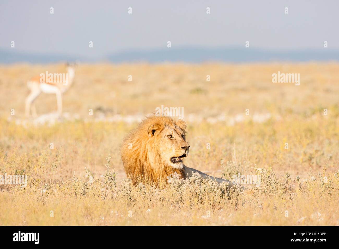 Lion impala hi-res stock photography and images - Alamy