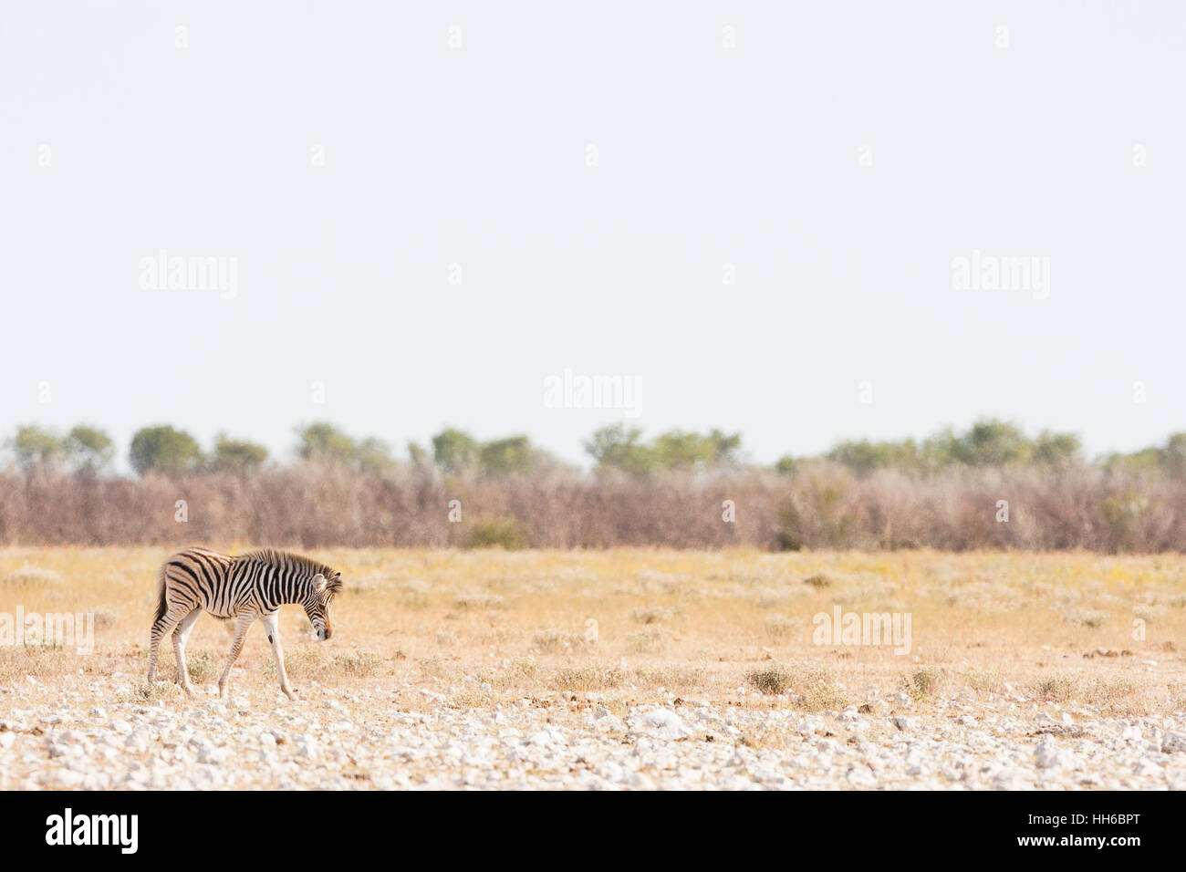 Baby zebra walking hi-res stock photography and images - Alamy