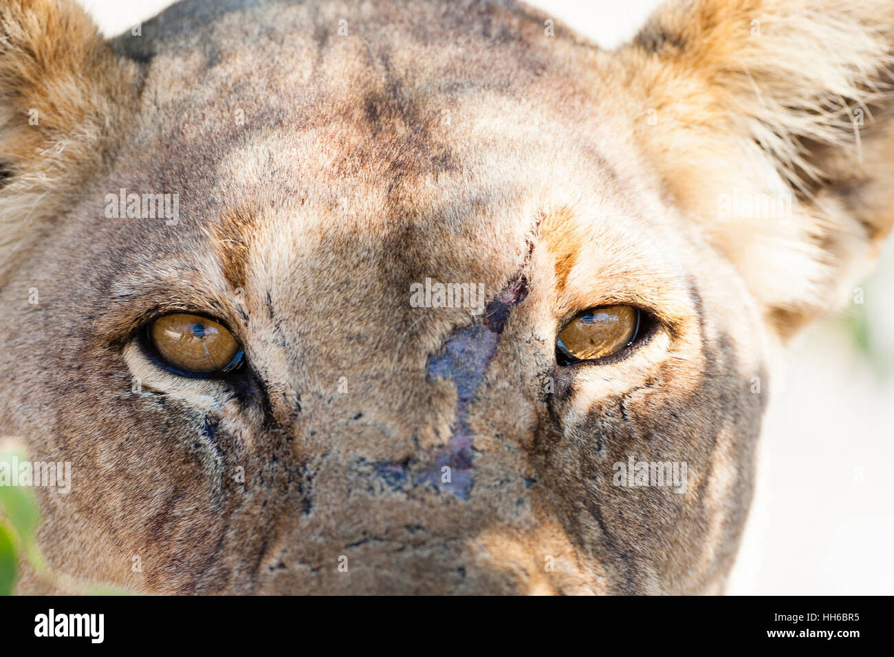 Etosha National Park, Namibia. Scarred female lion (panthera leo) in habitat Stock Photo - Alamy