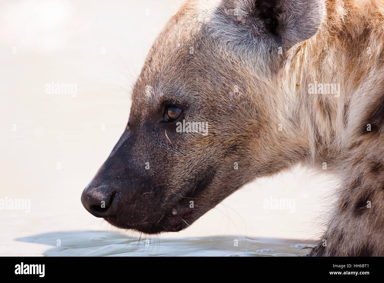 Etosha National Park, Namibia. Wild hyena in habitat Stock Photo - Alamy