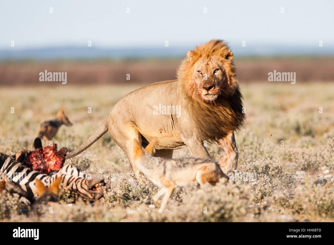 Lion Chasing Zebra On Motorcycle