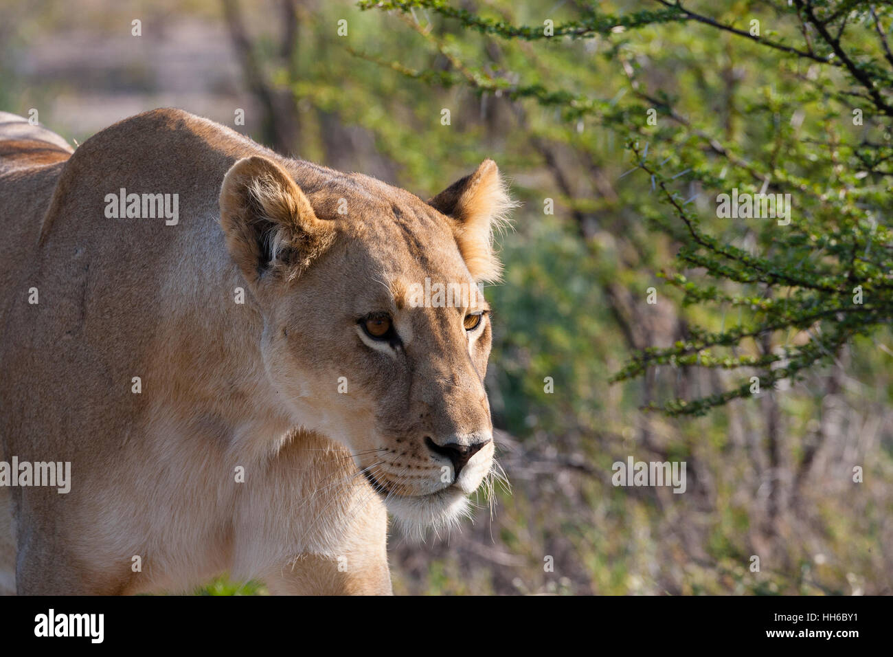 Lion female face hi-res stock photography and images - Alamy