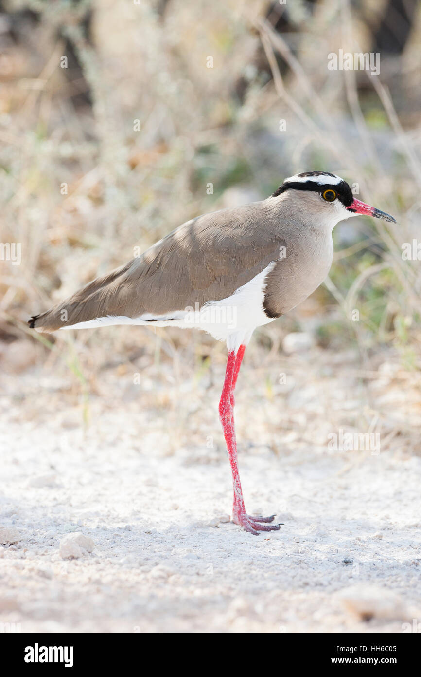 Etosha National Park, Namibia. Crowned plover (Vanellus coronatus) in ...