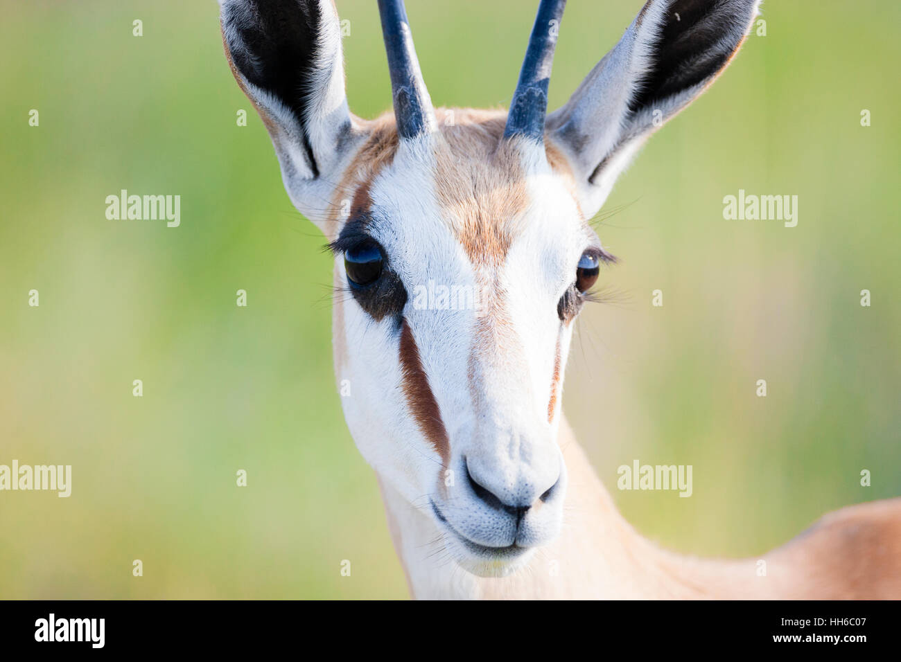 Springbok face hi-res stock photography and images - Alamy