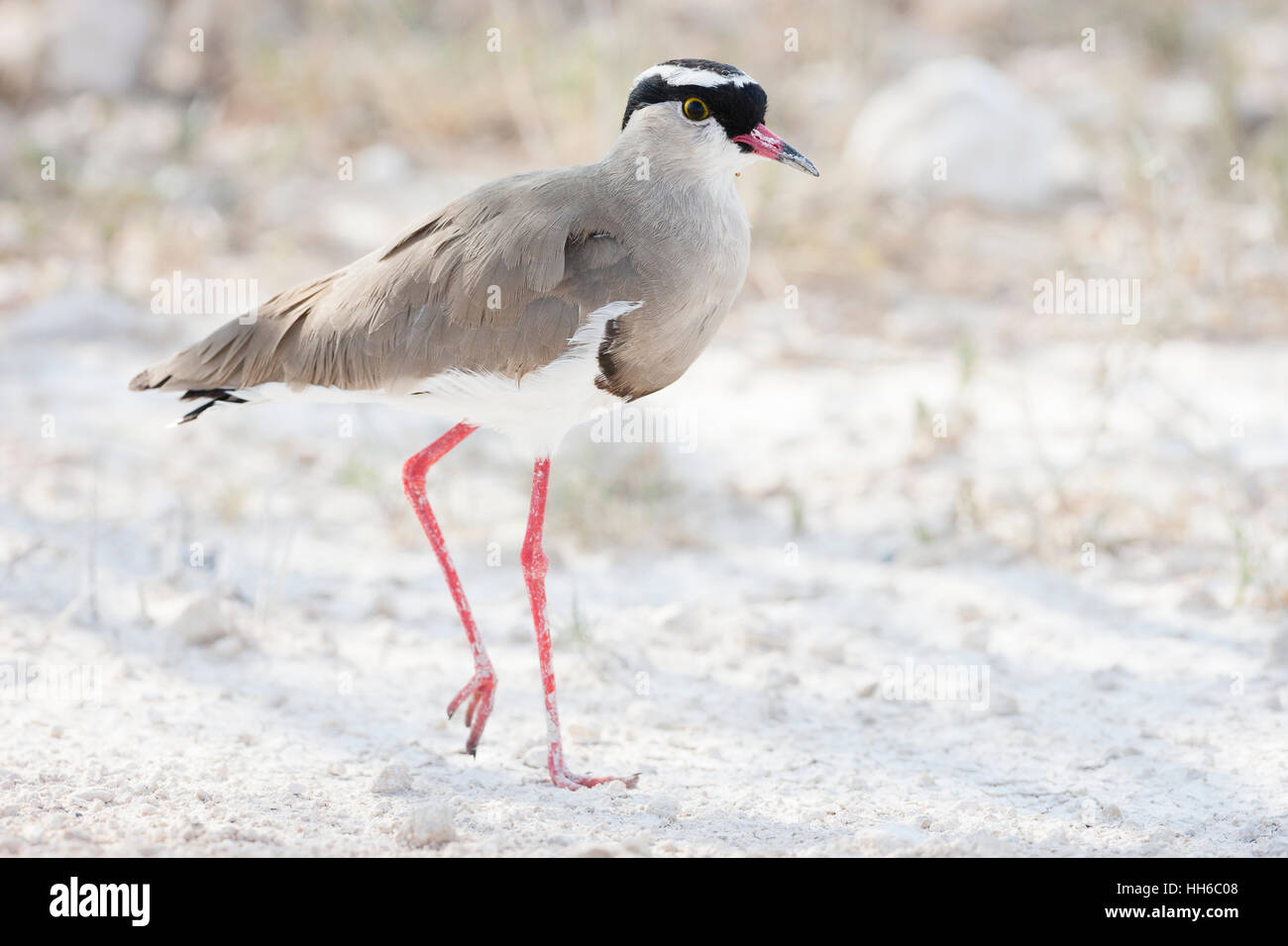 Etosha National Park, Namibia. Crowned plover (Vanellus coronatus) in ...
