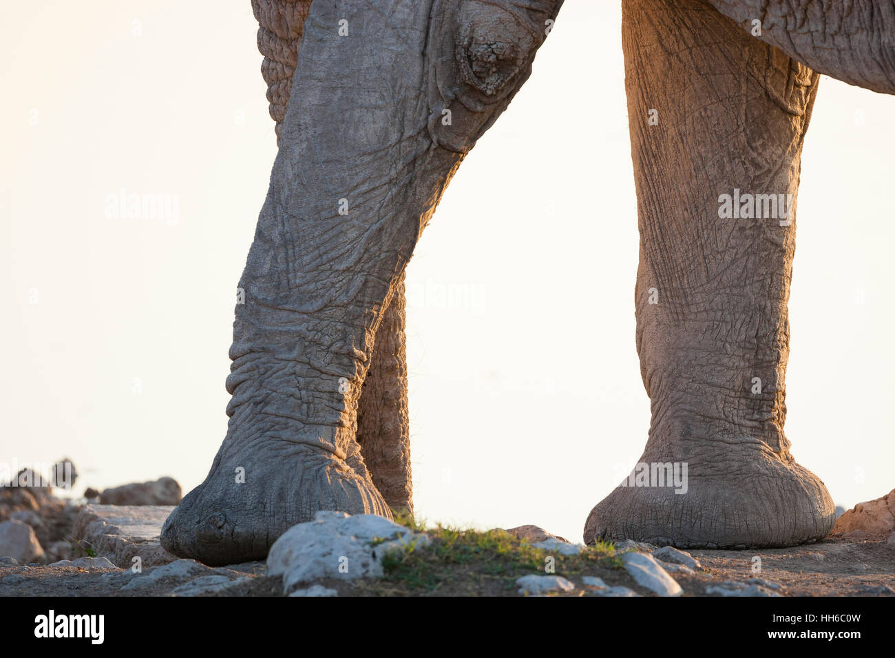 Elephant legs hi-res stock photography and images - Alamy