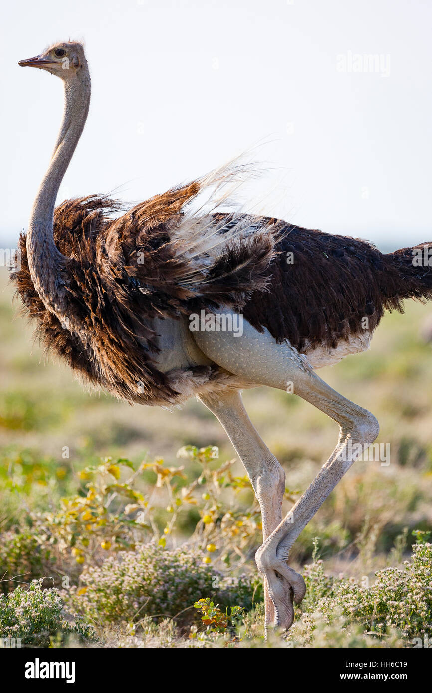 Running ostrich hi-res stock photography and images - Alamy