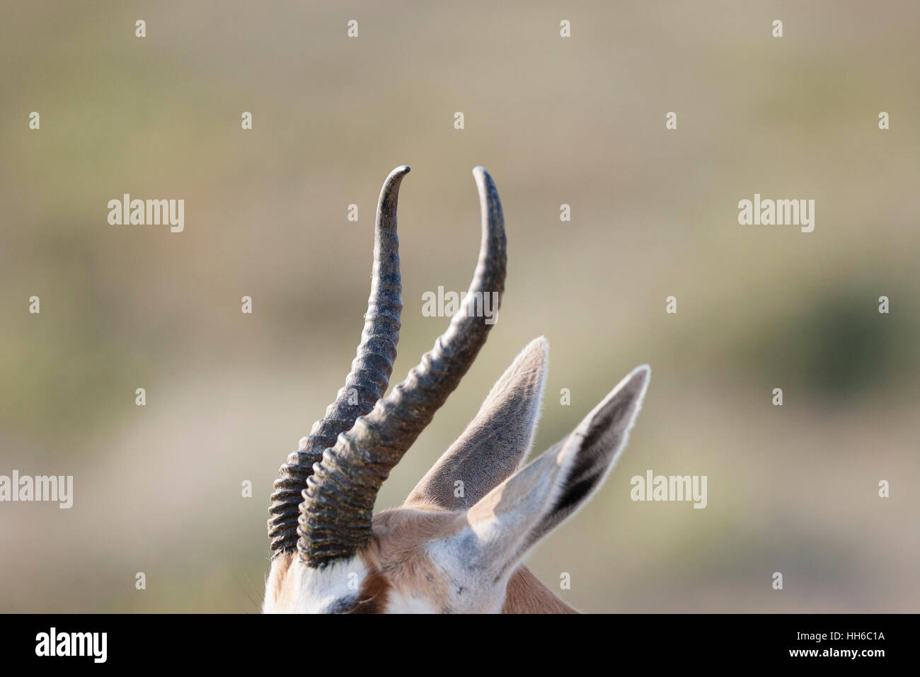 Springbok head hi-res stock photography and images - Alamy