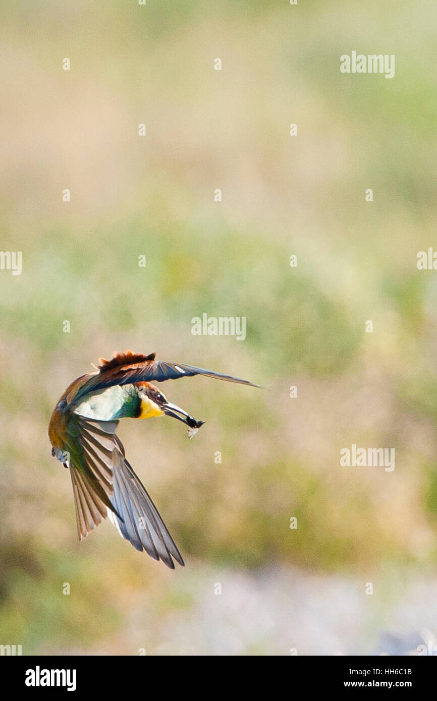 Etosha National Park, Namibia. A little bee eater (Merops pusillus ...