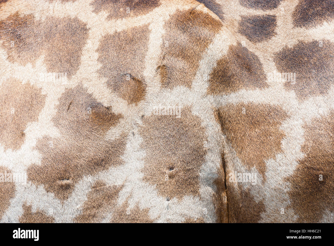 Etosha National Park, Namibia. Giraffe hide pattern Stock Photo - Alamy