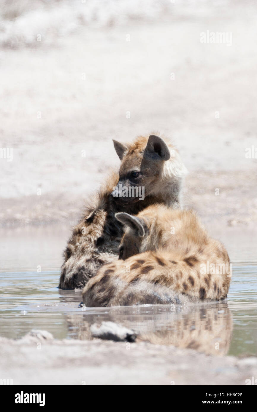 Hyena spotted hyena hyena sitting hi-res stock photography and images ...