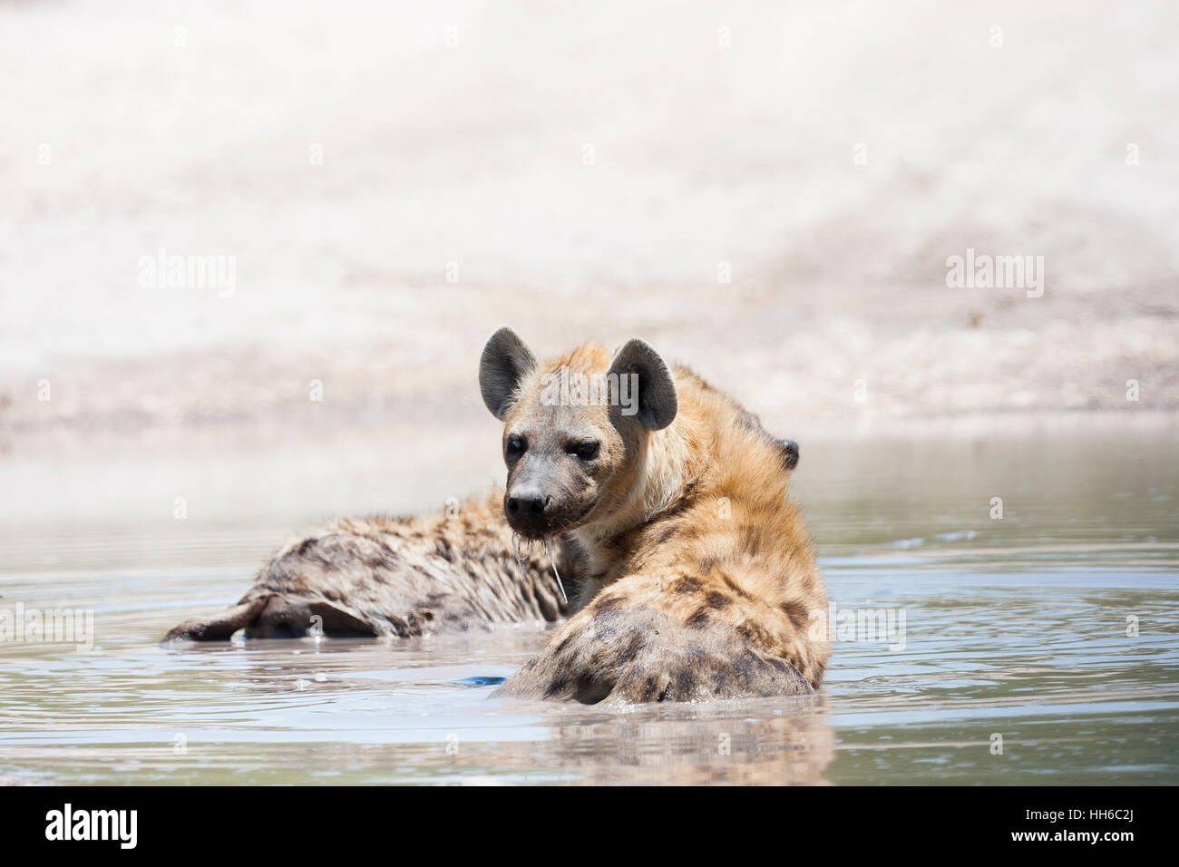 Etosha National Park, Namibia. Spotted hyena (Crocuta crocuta) sitting ...