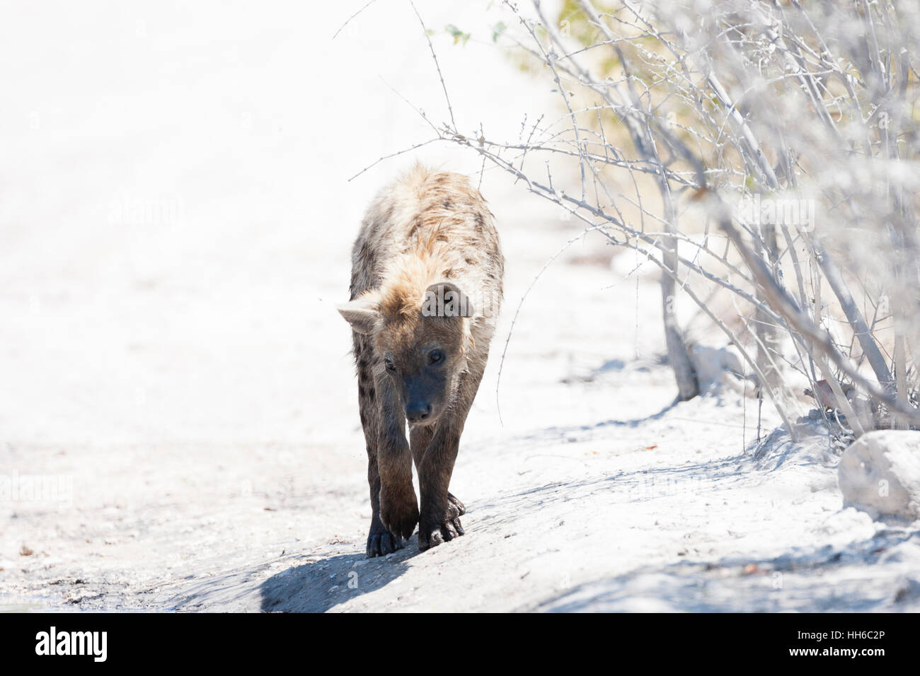 Etosha National Park, Namibia. Spotted hyena (Crocuta crocuta) walking ...