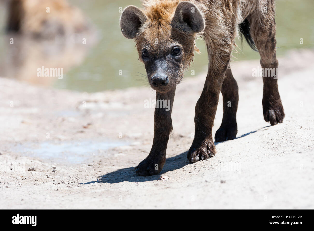 Etosha National Park, Namibia. Spotted hyena (Crocuta crocuta) in ...
