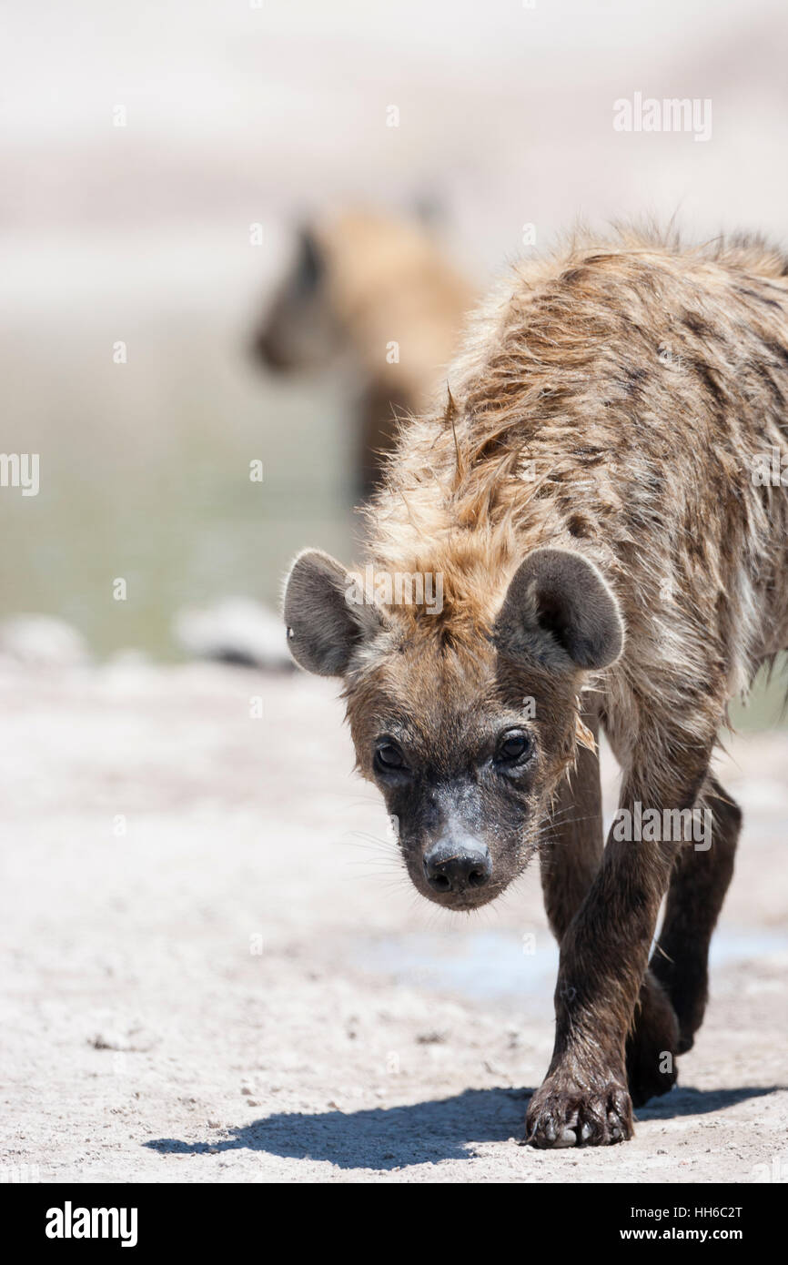 Etosha National Park, Namibia. Spotted hyena (Crocuta crocuta) in ...