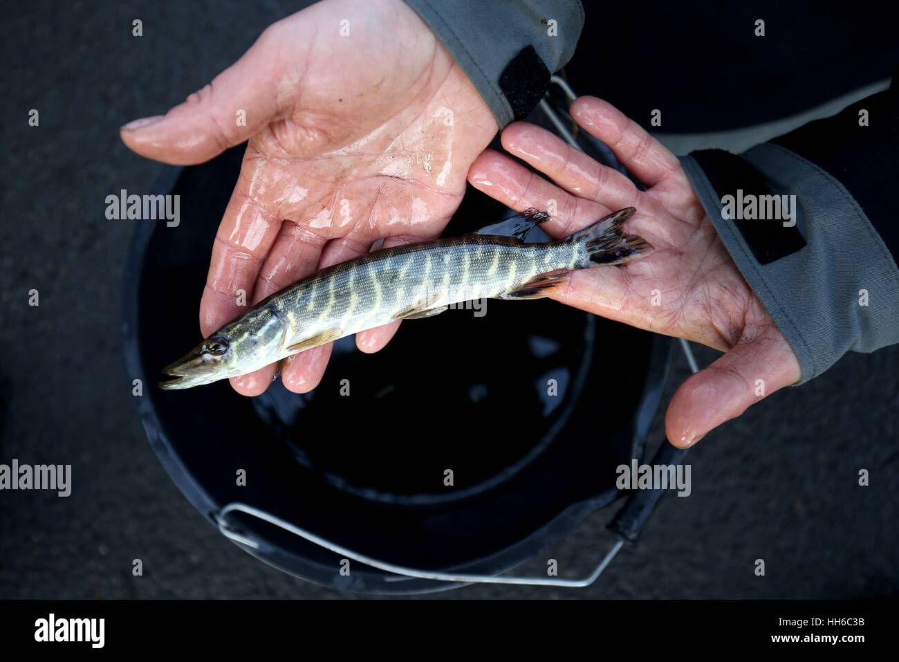 Fishery scientist Peter Dennis holds a one-year-old pike fish that has ...