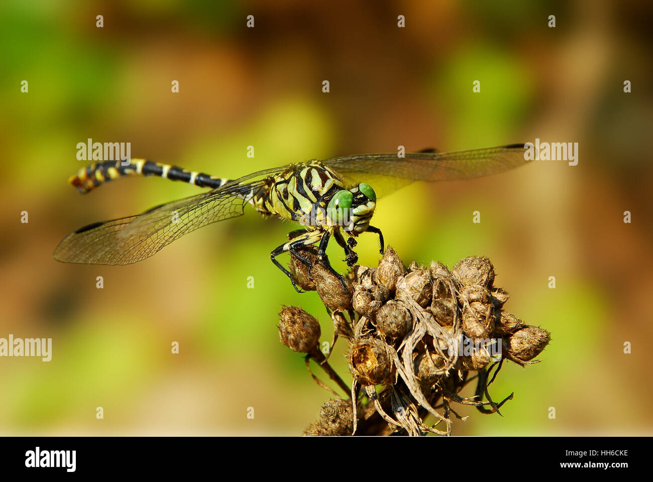 Dragonfly resting on a plant hi-res stock photography and images - Alamy