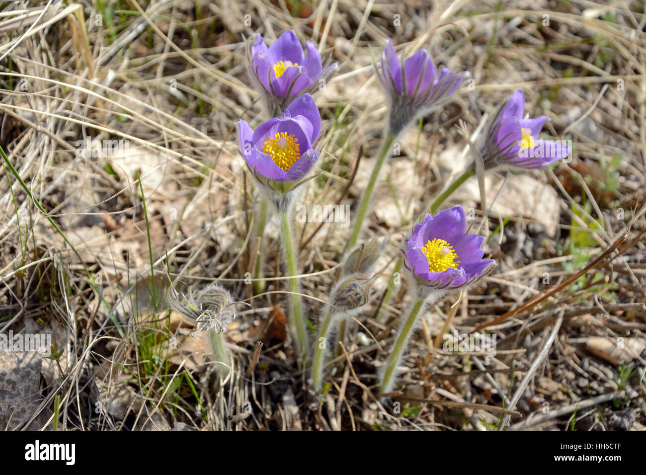 Pasqueflower or Sleep-grass ( Pulsatilla patens) one of the spring ...