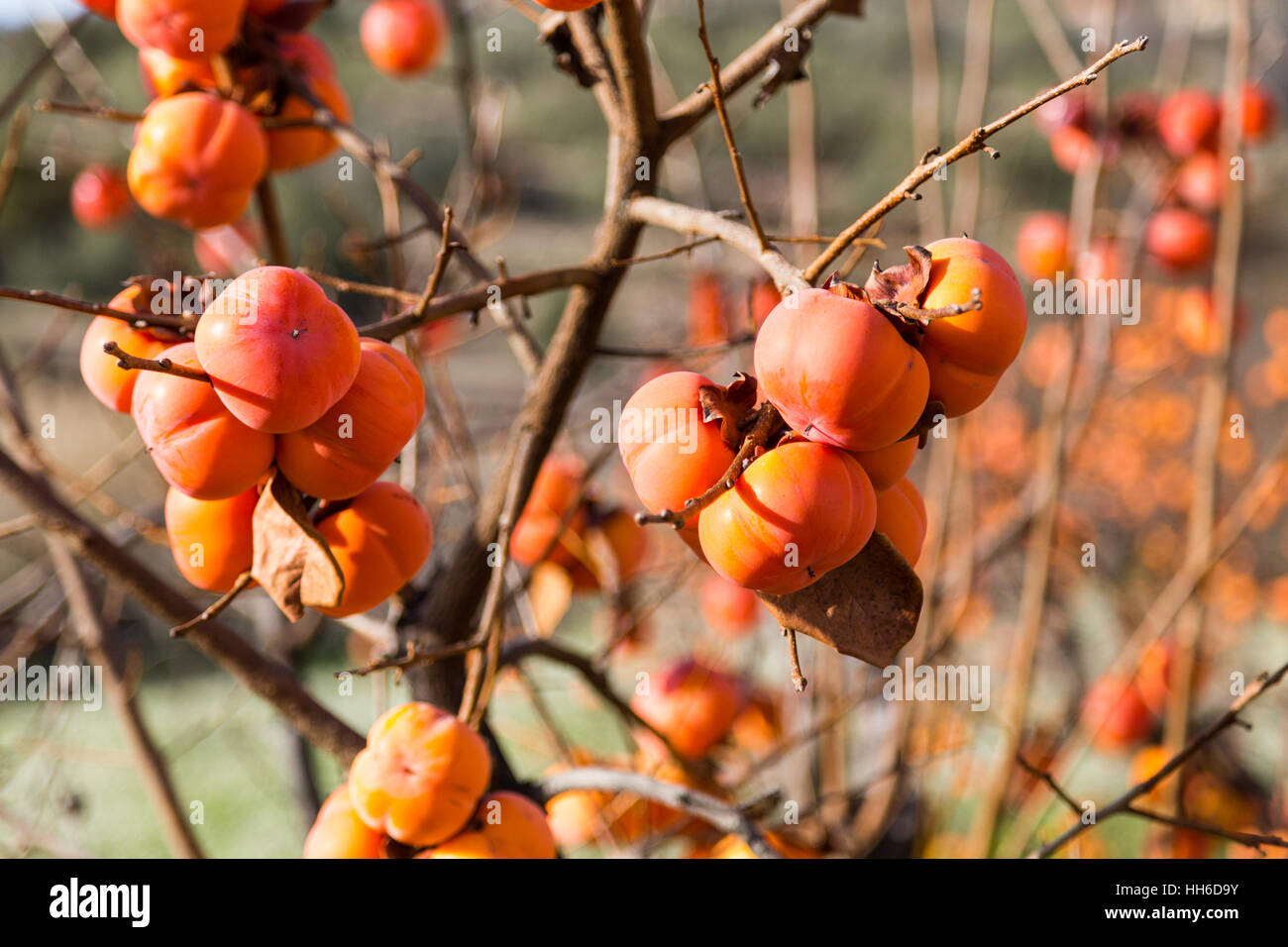The small village of Ares del Bosque, Alicante Province, Spain Stock ...
