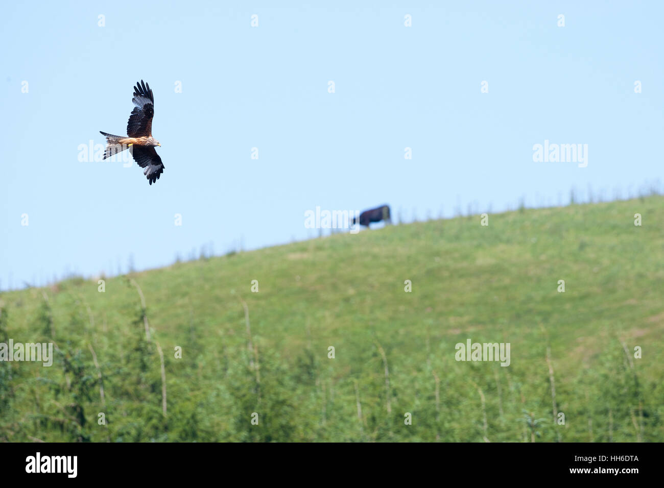 CEREDIGION, WALES Red kite (milvus milvus) in flight, Welsh countryside ...