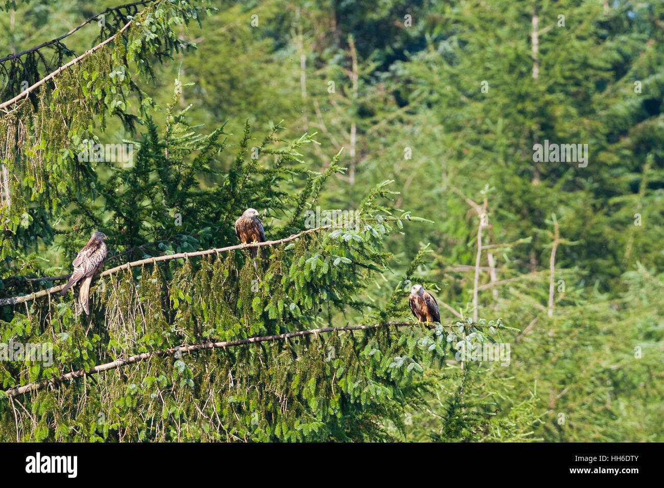 Three kites hi-res stock photography and images - Alamy