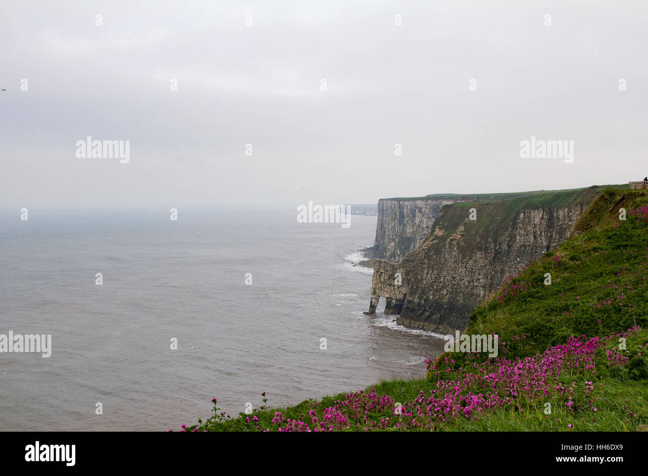 BEMPTON, UK Scale Nab, a natural arch at the bottom of Bempton cliffs ...