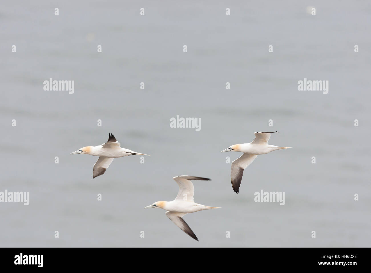 Bempton, UK. Three gannets in flight Stock Photo - Alamy