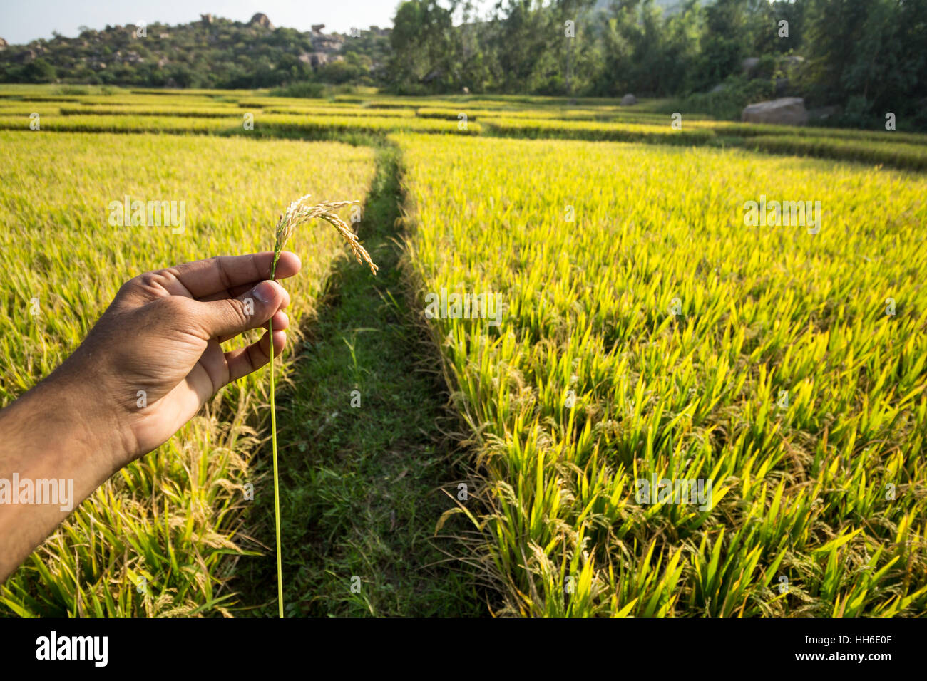 Hand holding rice stalk against a rice paddy field Stock Photo - Alamy