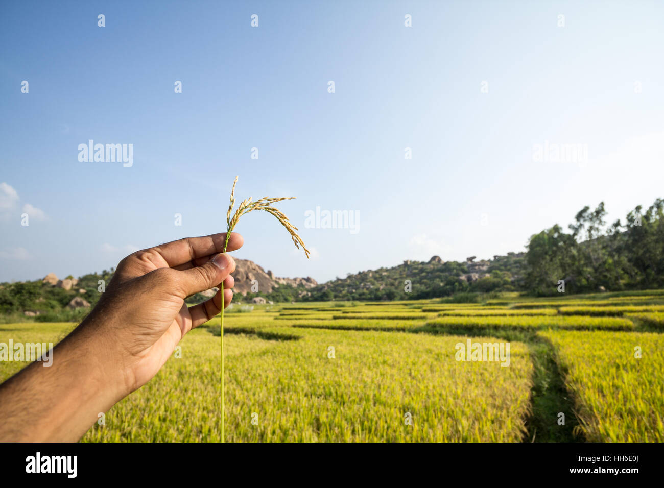 Hand holding rice stalk against a rice paddy field Stock Photo - Alamy
