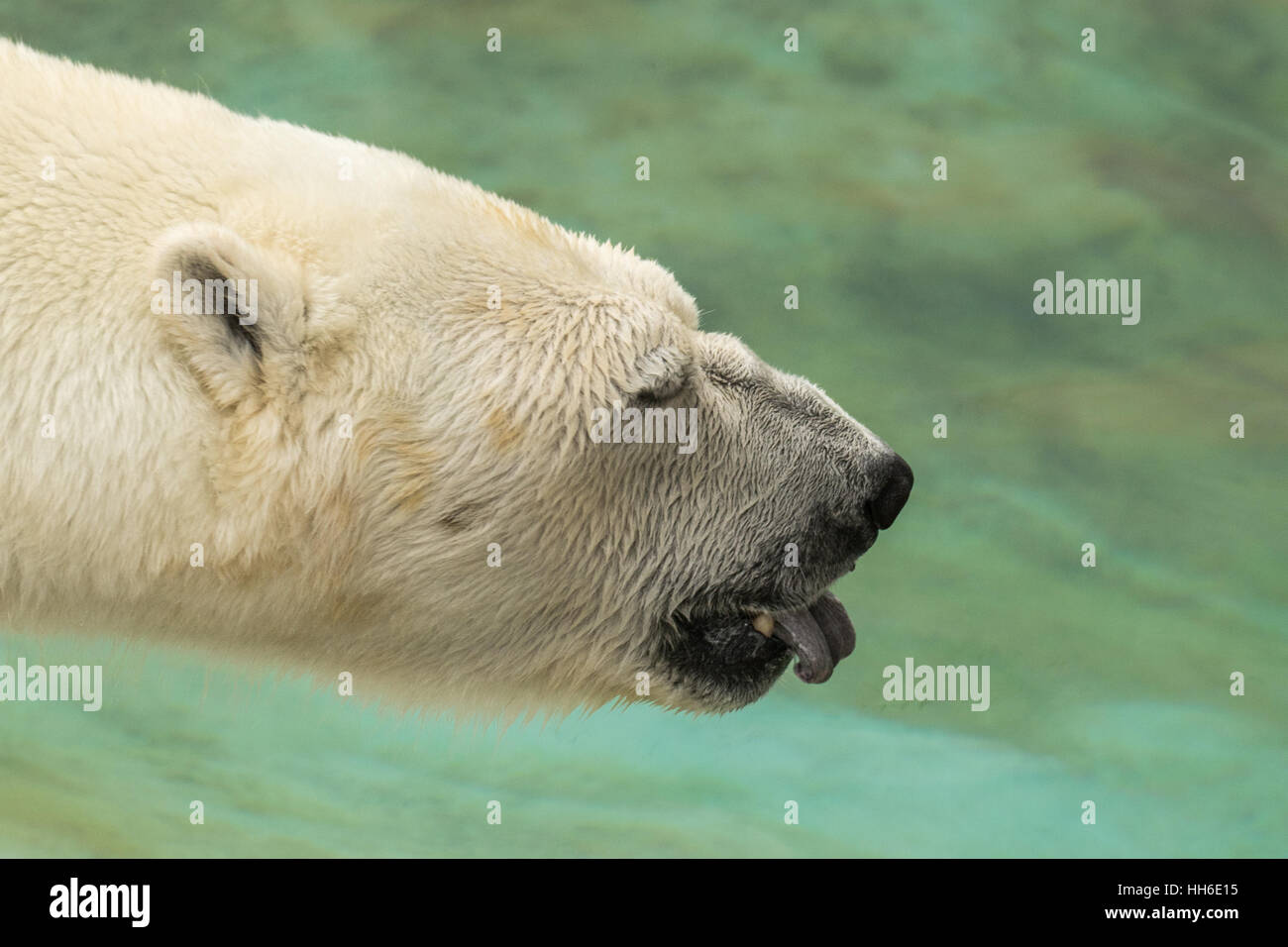 Polar bear profile Stock Photo - Alamy