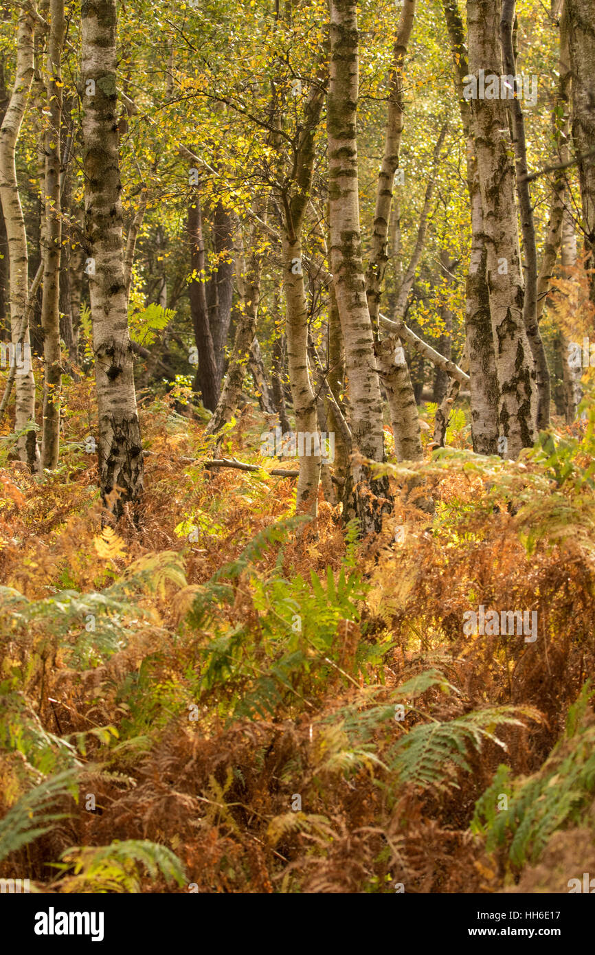 Autumn woods dorset hi-res stock photography and images - Alamy