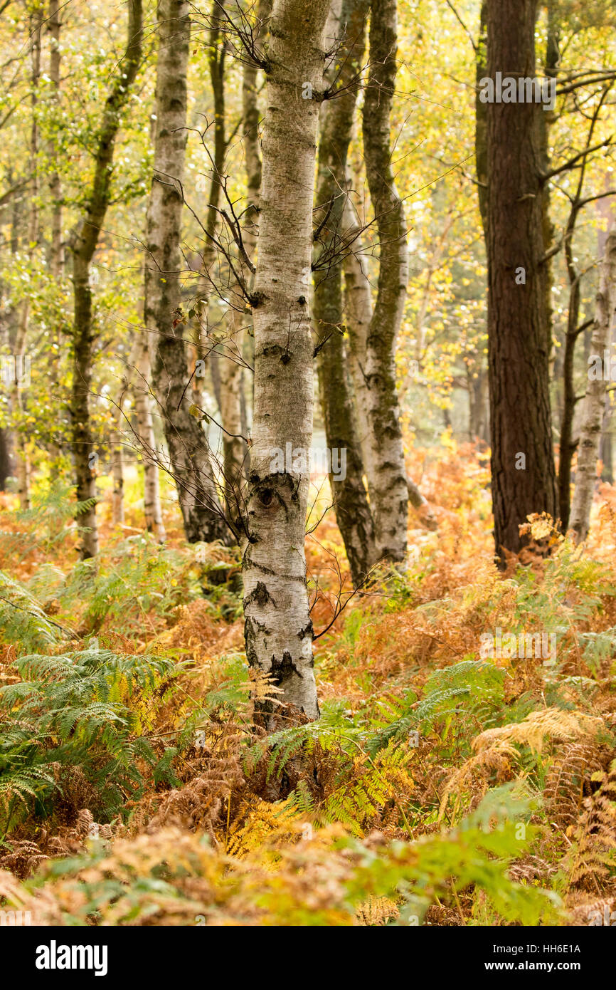 Autumn woods dorset hi-res stock photography and images - Alamy
