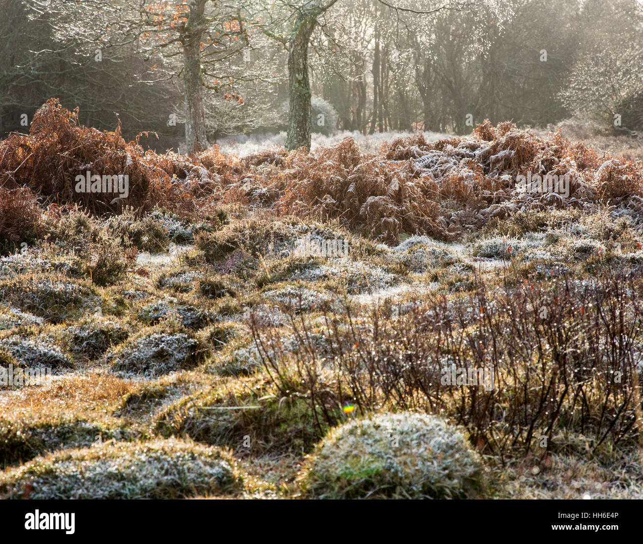 Hoar frost on heathland in the New Forest Hampshire Winter 2016 Stock ...