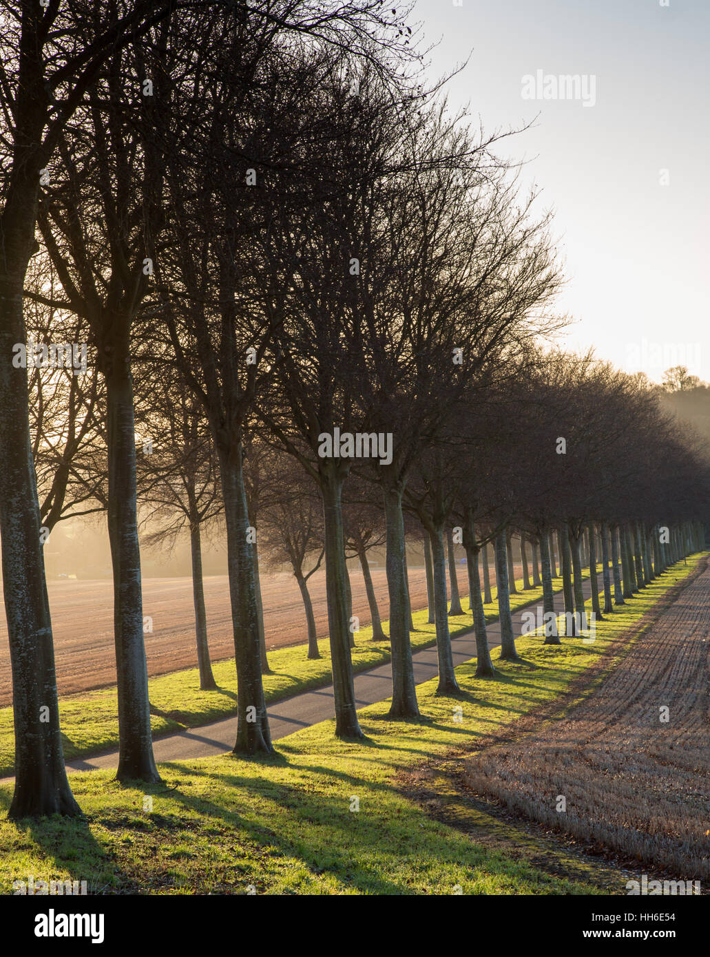 Avenue of Beech trees in late afternoon, Dorset Winter 2016 Stock Photo ...