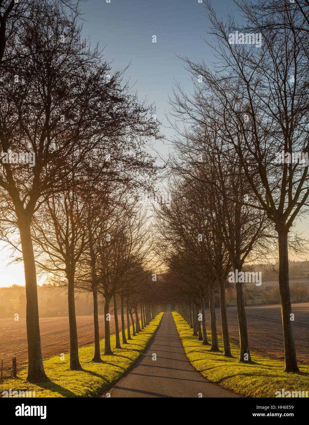 Avenue of Beech trees in late afternoon, Dorset Winter 2016 Stock Photo ...