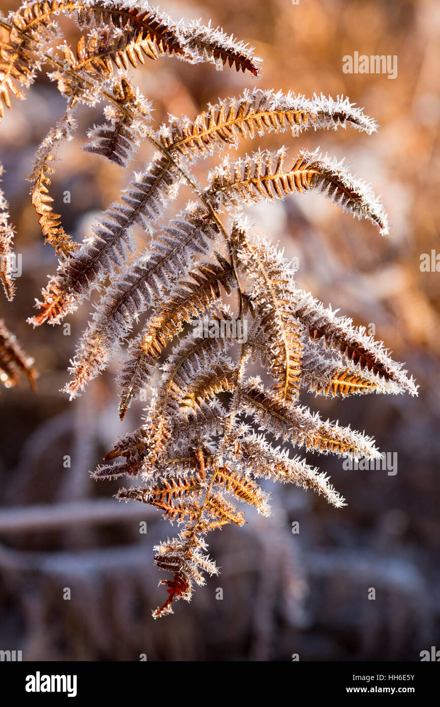 Dead bracken hi-res stock photography and images - Alamy