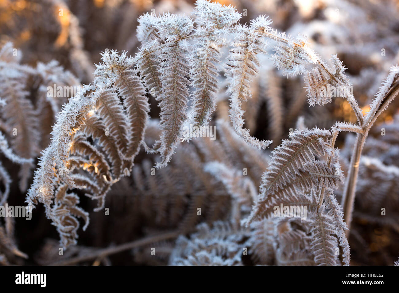 Hoar Frost on dead bracken, Winter 2017 Stock Photo - Alamy