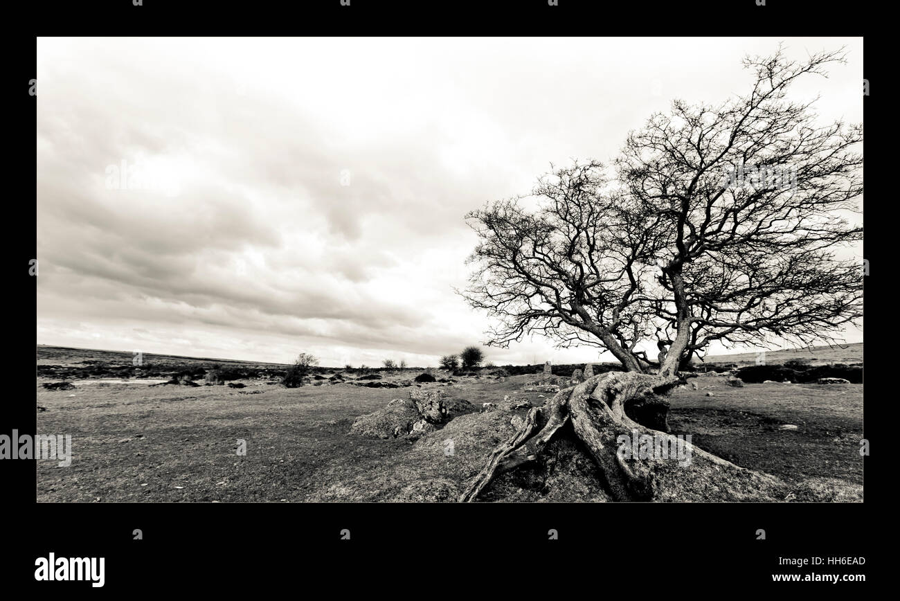 Mono tree hi-res stock photography and images - Alamy